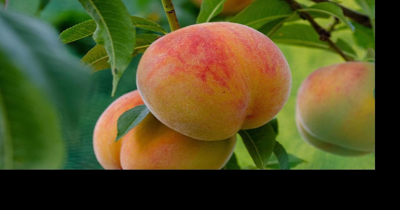 peach tree orchard deer processing