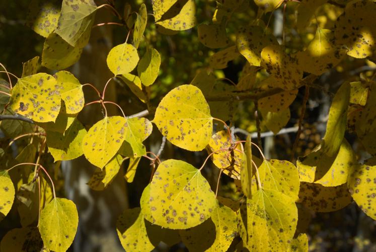 High country colors | Photo Galleries | mtdemocrat.com