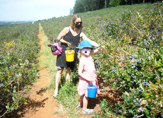 Photos: On blueberry ridge | News | mtdemocrat.com