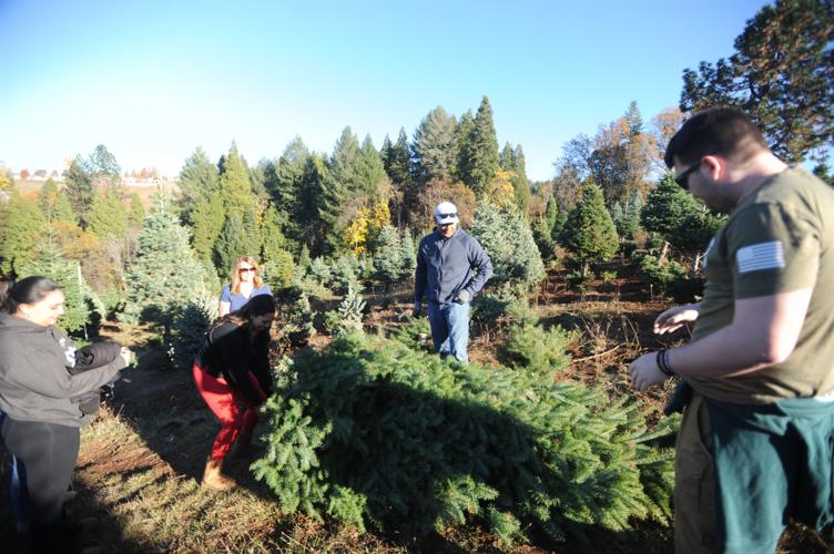Christmas tree cutting tradition a memory maker | El Dorado County ...