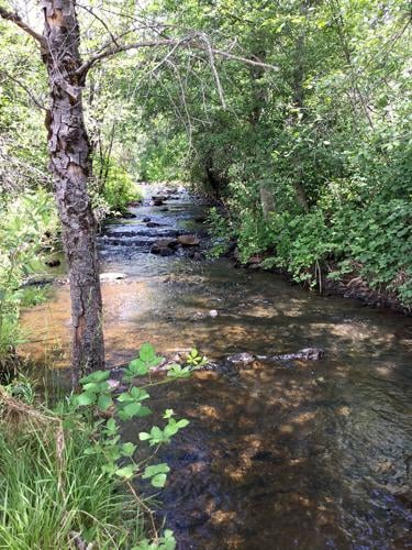 Traverse Creek Special Interest Area — gem of a hike | Prospecting ...