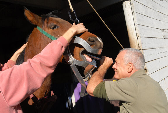 Veterinarian: Show me your teeth | News | mtdemocrat.com