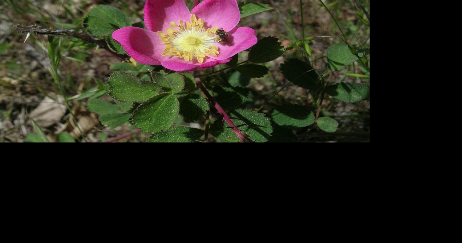 Encourage pollinators to visit | Gardening | mtdemocrat.com