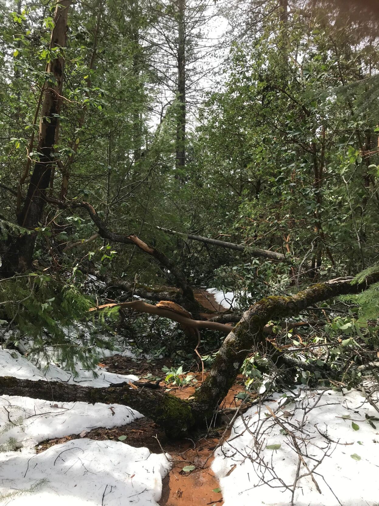 Georgetown forest roads and trails in rough state after storms | News ...