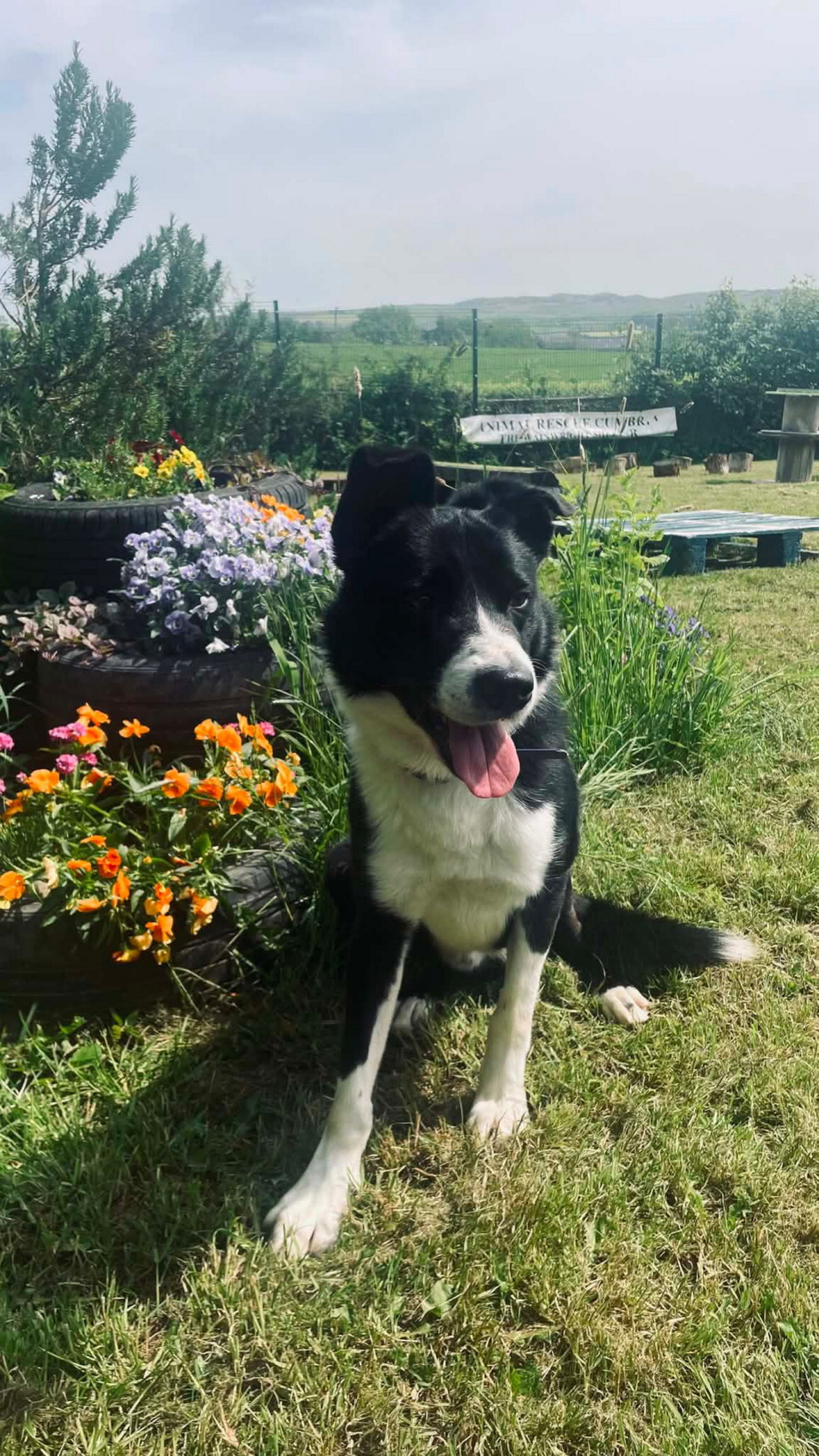 Dog tired of sheep life now wants to be with humans | National ...