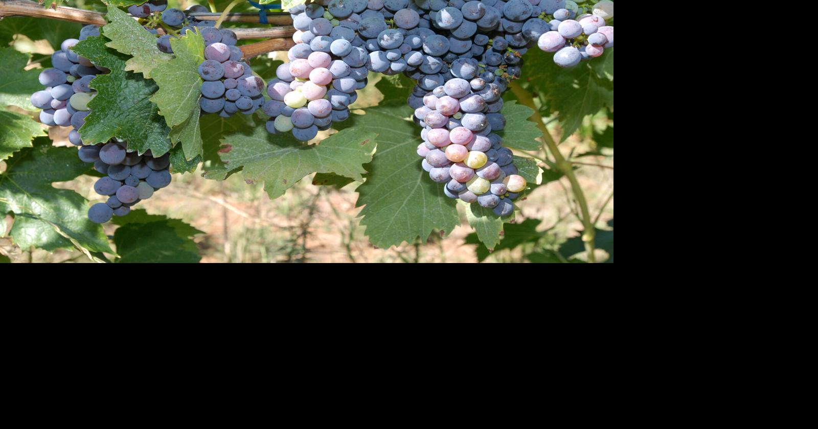 California wine exports | Photo Galleries | mtdemocrat.com