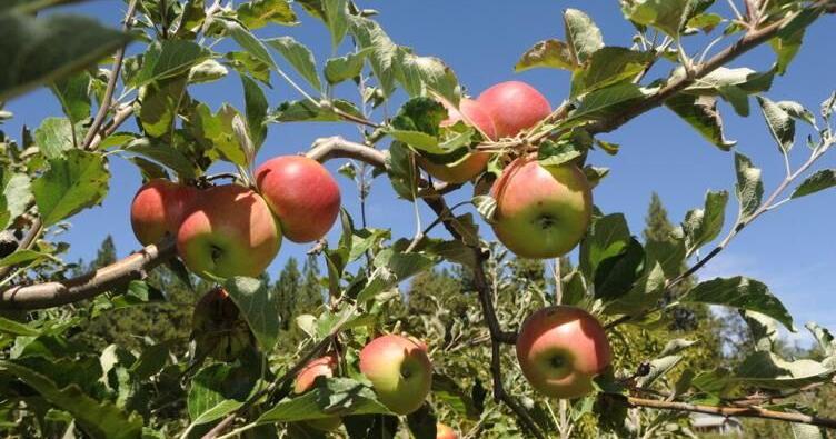 Apples drop from top county crop | News | mtdemocrat.com