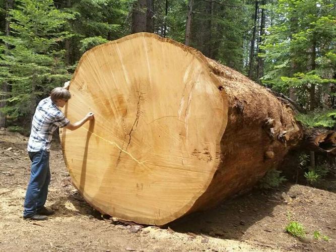 Big tree hunter discovers 3 of the tallest sugar pines | News ...