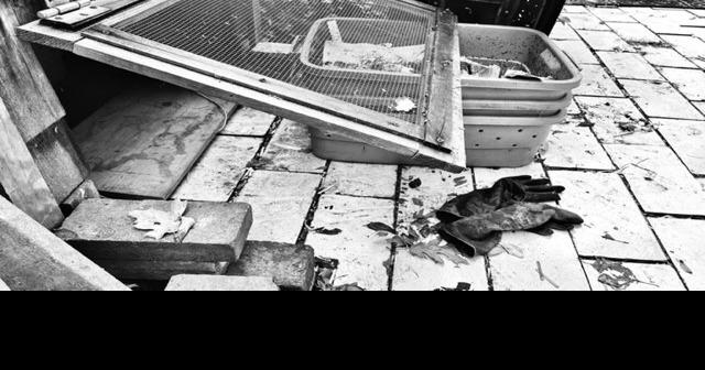 Grow For It! Why raise worms for your garden? | Prospecting ...