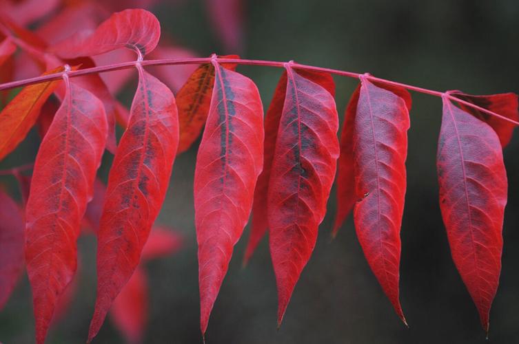 Fall color in Placerville | Photo Galleries | mtdemocrat.com
