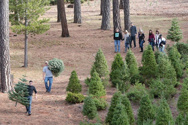 Photo gallery: Terrific tree trek | News | mtdemocrat.com