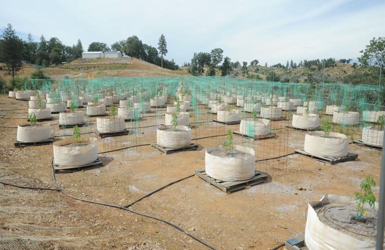 County’s first cannabis farm taking root | News | mtdemocrat.com