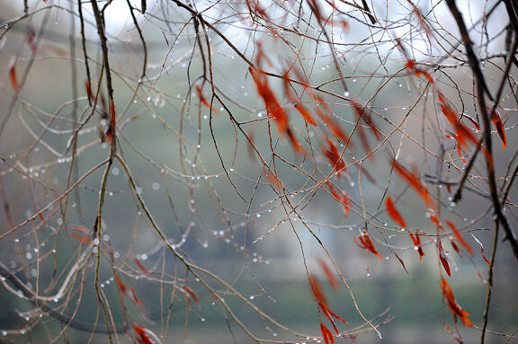 Cameron Park Lake in the rain | Photo Galleries | mtdemocrat.com