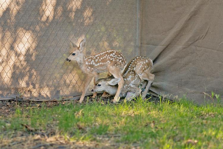 Fawning over National Deer Day | News | mtdemocrat.com