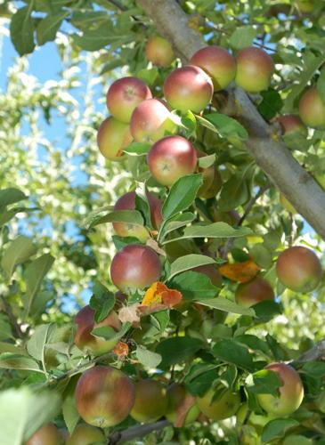 Local farms gear up for autumn abundance | News | mtdemocrat.com