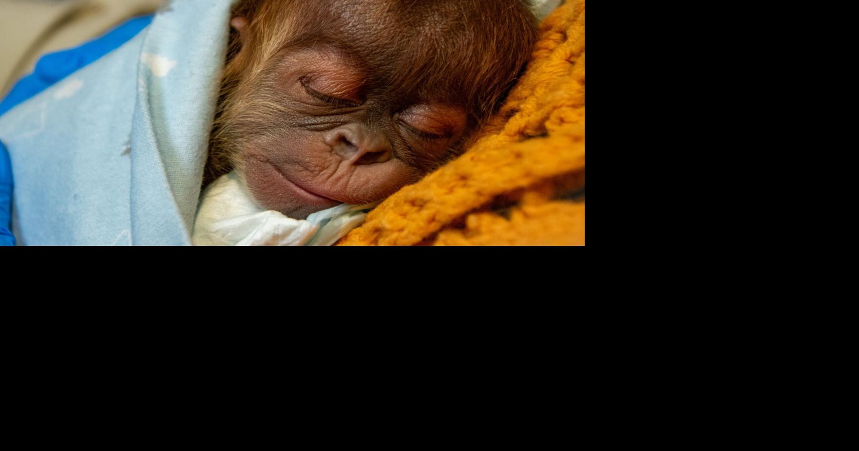 Beautiful baby orangutan born via rare C-section | National ...
