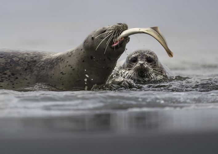 Photographers capture candid California creatures | Prospecting ...