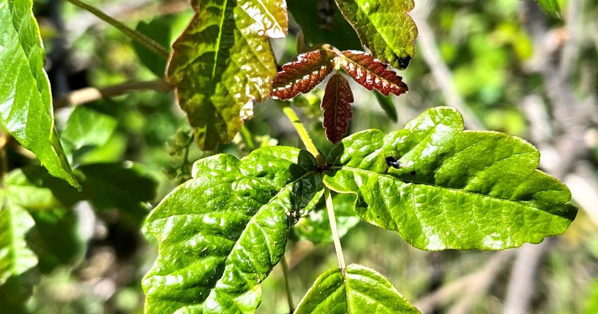 That strange new itch just might be poison oak | News | mtdemocrat.com