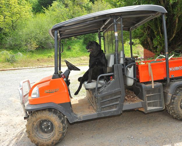 High Sierra Iris and Wedding Garden | Photo Galleries | mtdemocrat.com