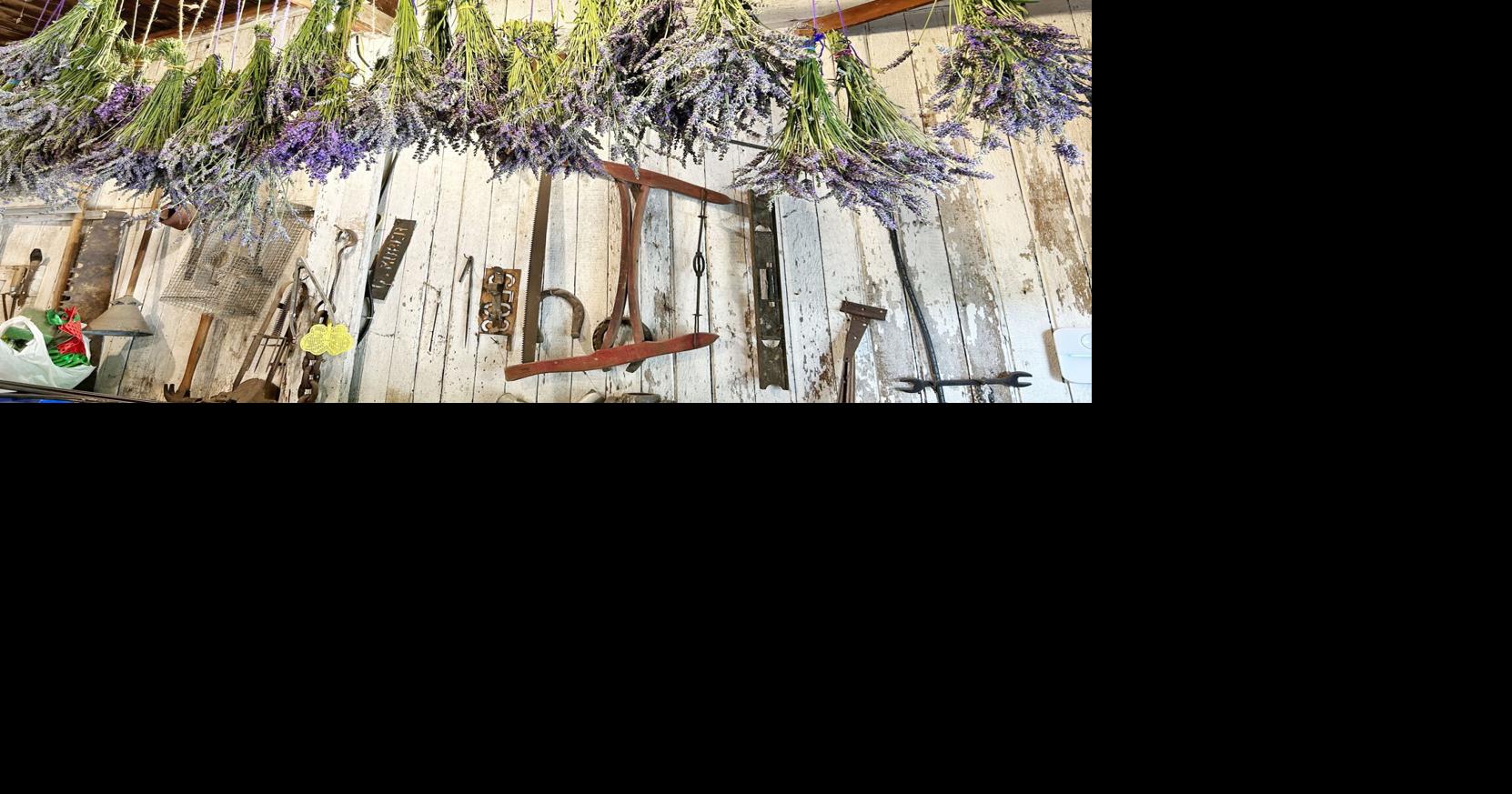 Lavender takes center stage at Murer House | Prospecting | mtdemocrat.com