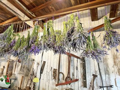 Lavender takes center stage at Murer House | Prospecting | mtdemocrat.com