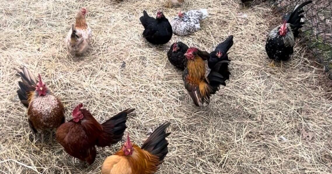 A good deed turned fowl | News | mtdemocrat.com