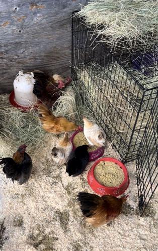 A good deed turned fowl | News | mtdemocrat.com