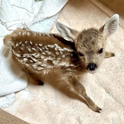 Fawn season is here; help protect the little ones | News | mtdemocrat.com