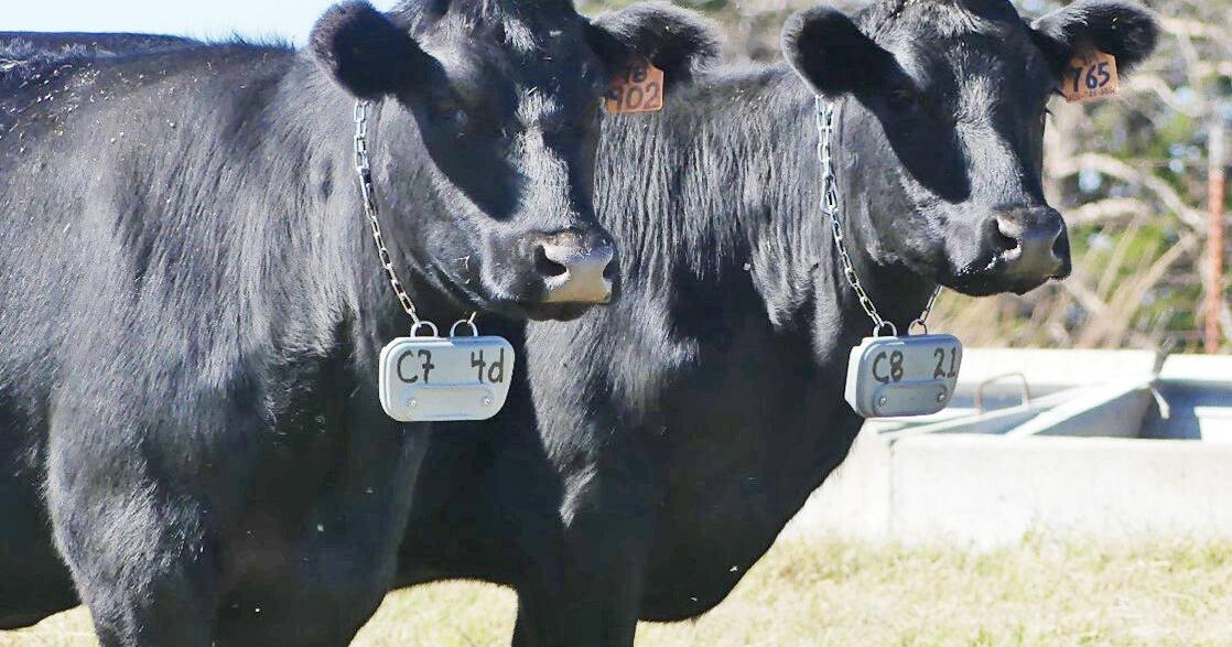 Beyond barbed wire: How virtual fencing is turning the Old West into a ...