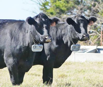 Beyond barbed wire: How virtual fencing is turning the Old West into a ...