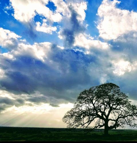 Day Hiker: Upper Bidwell Park | Prospecting | mtdemocrat.com