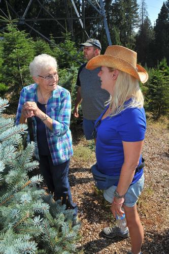 Local tree farm has visitors from afar | News | mtdemocrat.com