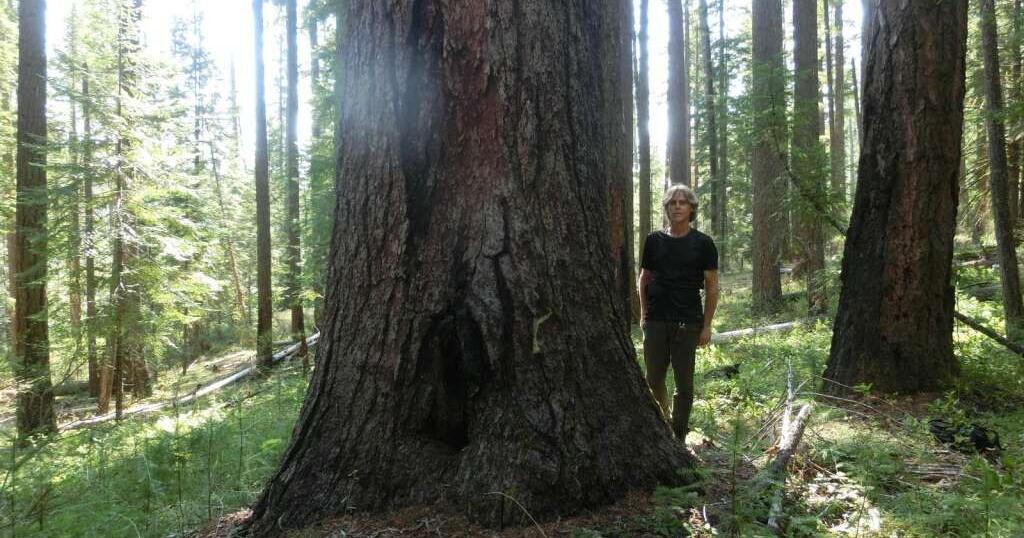 Big tree hunter discovers 3 of the tallest sugar pines | News ...