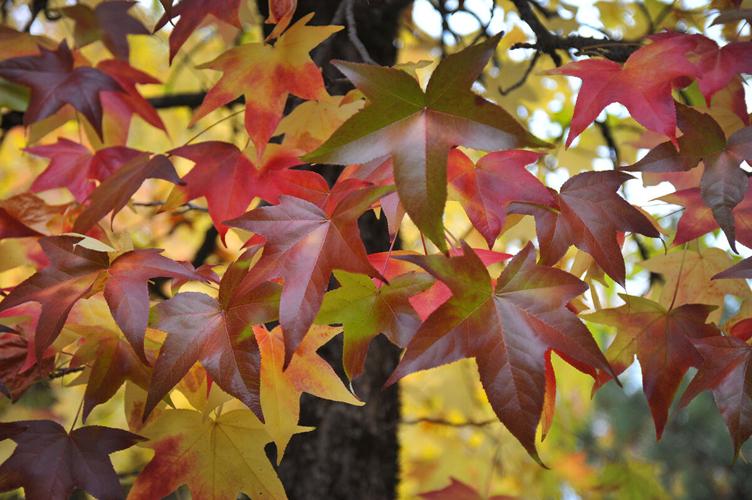 Fall color in Placerville | Photo Galleries | mtdemocrat.com
