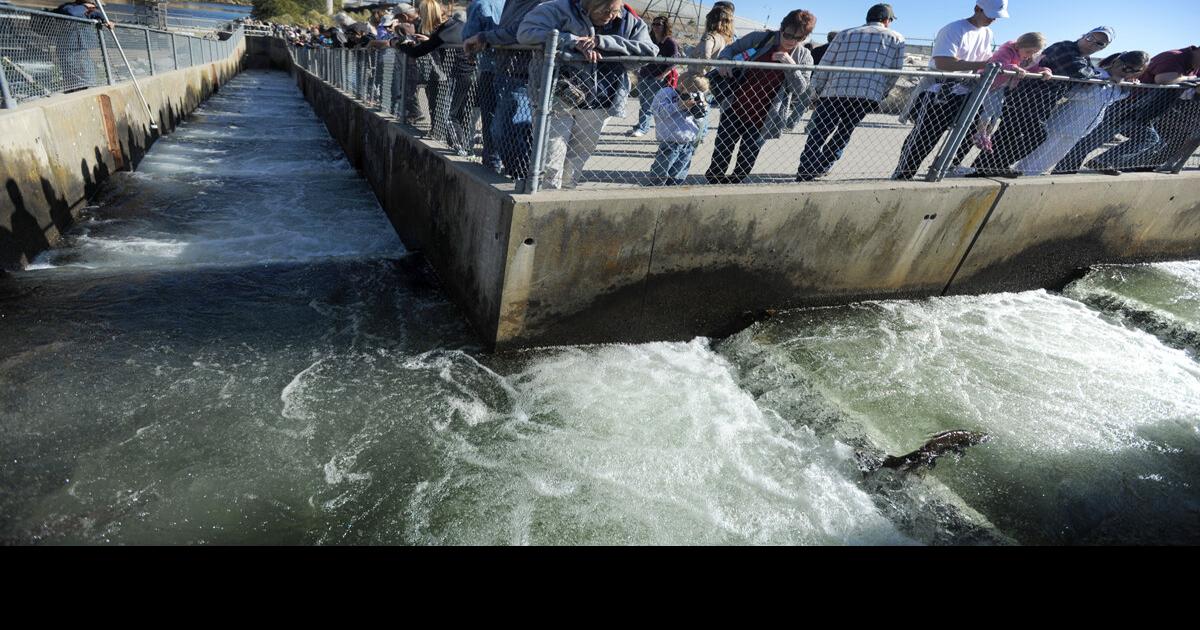 Drought prompts fish evacuation at local hatcheries | News | mtdemocrat.com