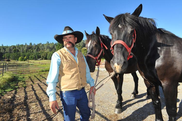 The Wagon Train reins: Big-hearted horses return to lead the way | News ...