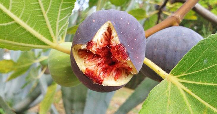 fig fruit tree varieties