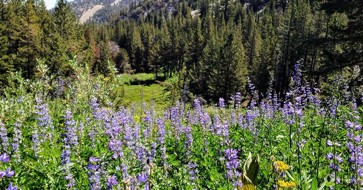 Day Hiker: Tamarack Lake Trail and Tamarack Loop Trail | Prospecting ...