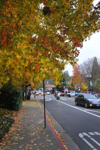 Fall color in Placerville | Photo Galleries | mtdemocrat.com