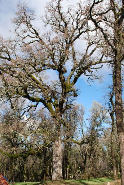 Learn about the OKs of native oak care | Prospecting | mtdemocrat.com