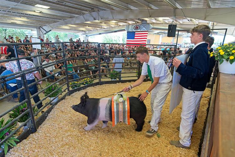 Lively livestock auction | News | mtdemocrat.com