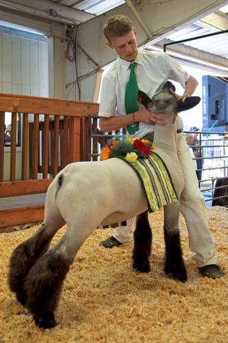 A supremely good time at the Junior Livestock Auction | News ...
