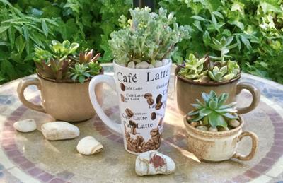 Grow For It! Coffee mug succulent garden | Prospecting | mtdemocrat.com