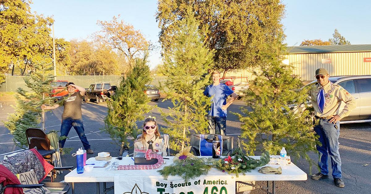 Scouts selling trees | Prospecting | mtdemocrat.com