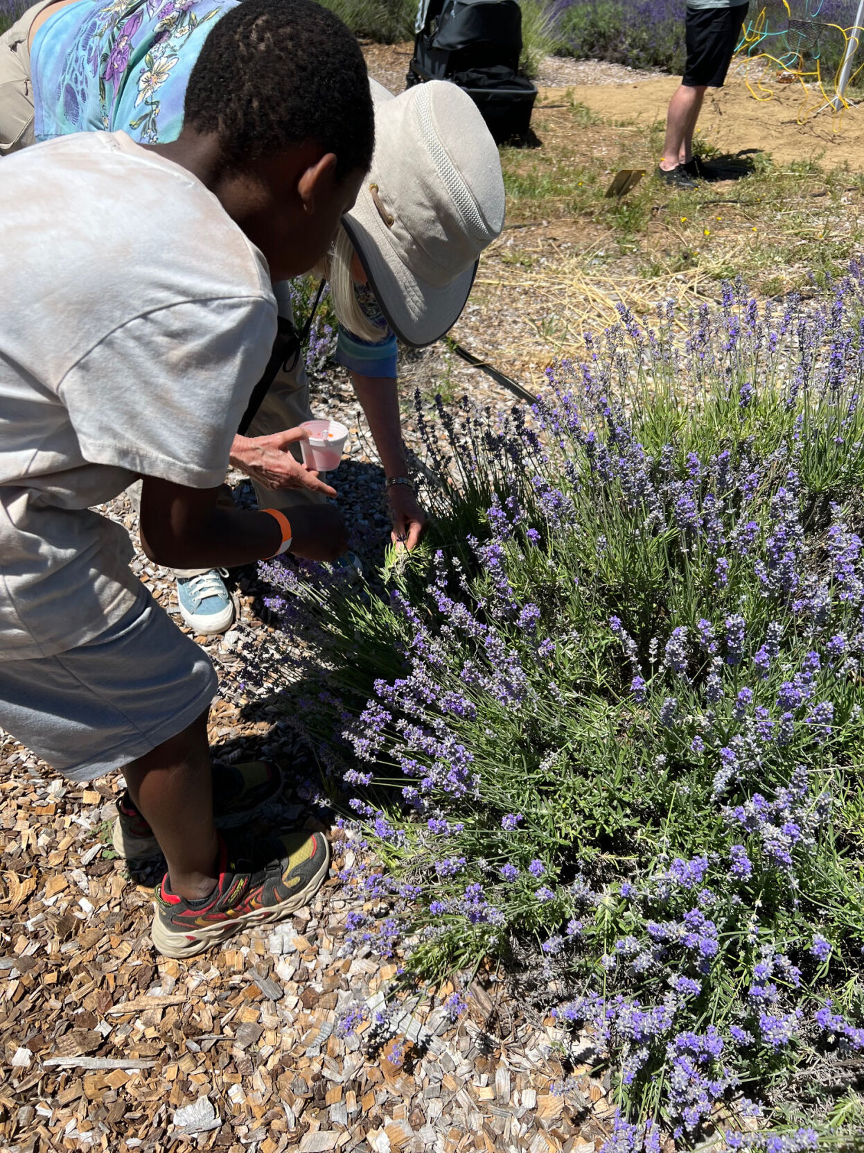 Blueberry & lavender fields forever | Prospecting | mtdemocrat.com