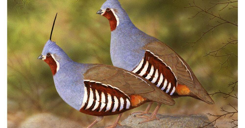 CDFW seeks artists to enter bird stamp contest | Prospecting ...