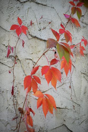 Fall Color in Placerville | Photo Galleries | mtdemocrat.com