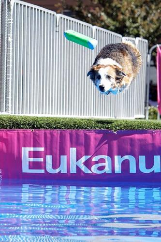 Photo gallery: Dock diving at Bark Avenue | News | mtdemocrat.com