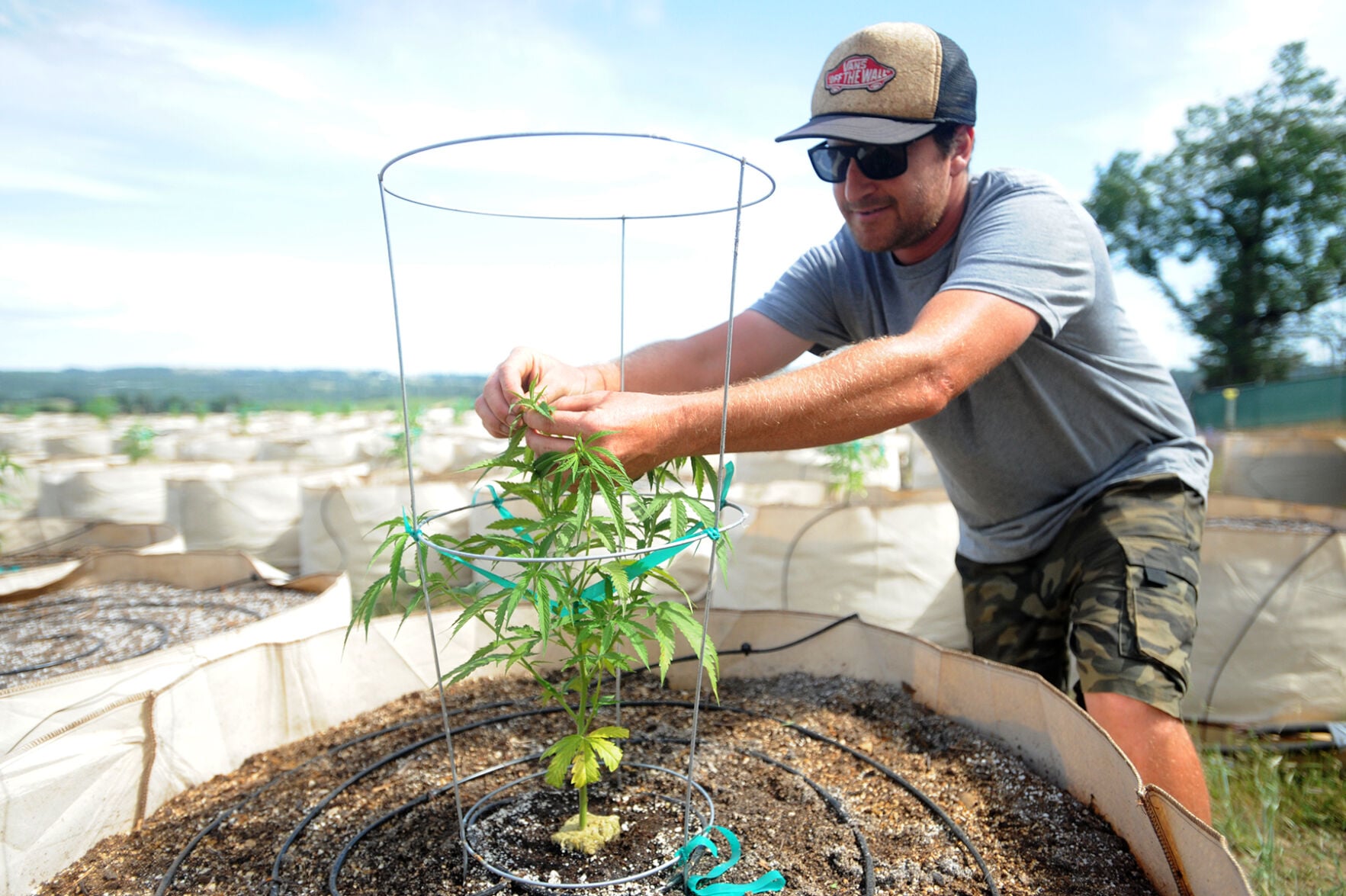 County’s first cannabis farm taking root | News | mtdemocrat.com