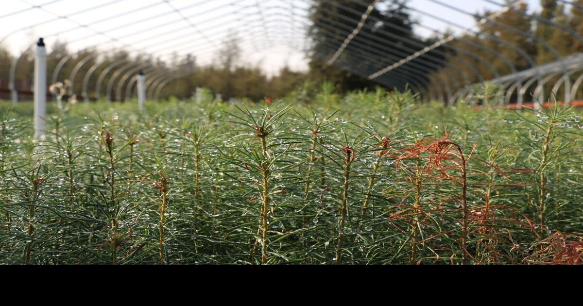 Forest Forum to visit Cal Fire reforestation center | News | mtdemocrat.com